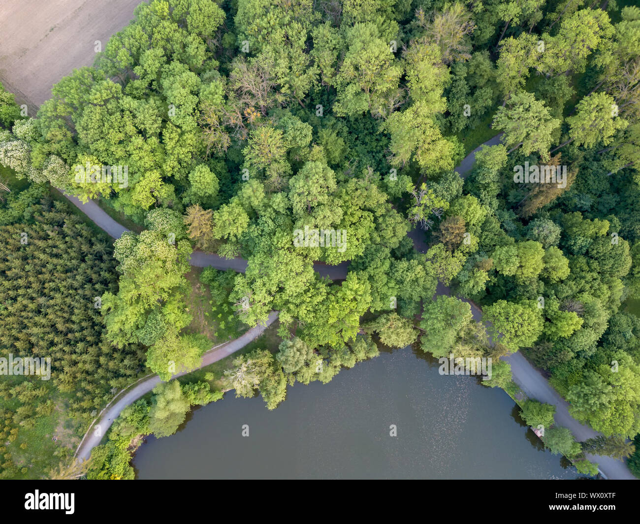 Top view of a green forest with trails and a lake Stock Photo - Alamy