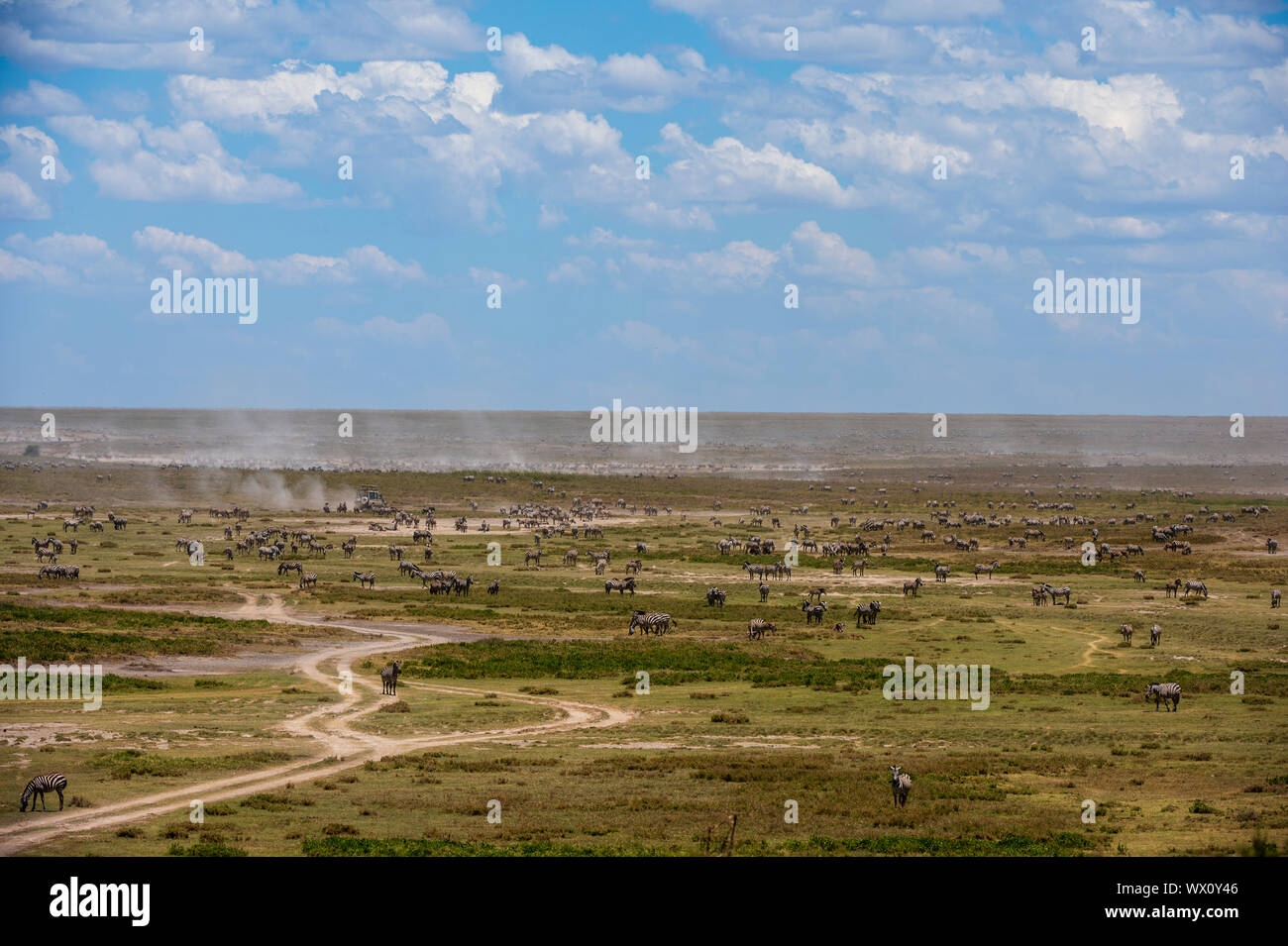 Plains zebras (Equus quagga), Ndutu, Serengeti, UNESCO World Heritage ...