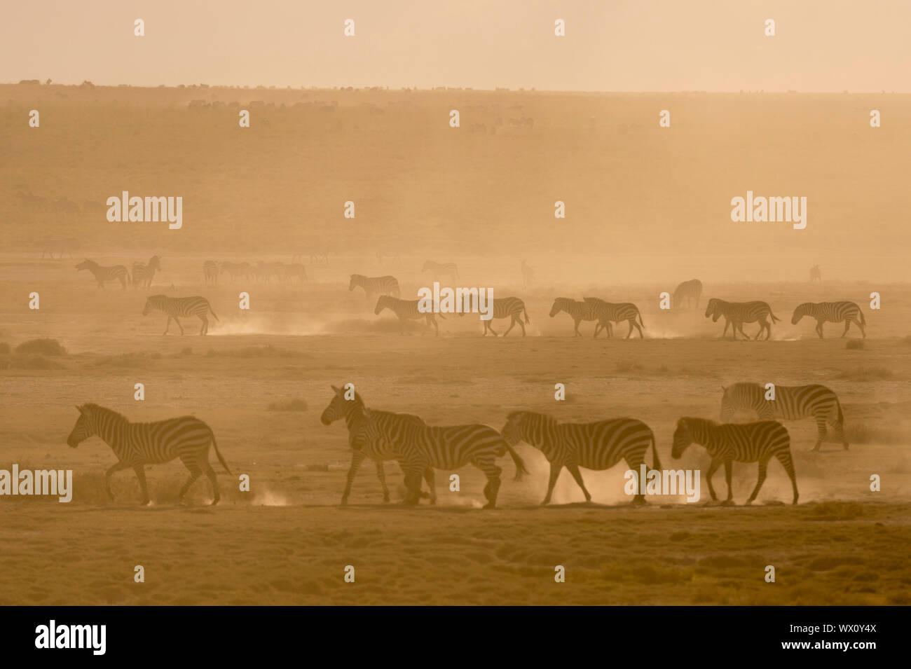 Plains zebras (Equus quagga) walking in dust at sunset in the Hidden ...