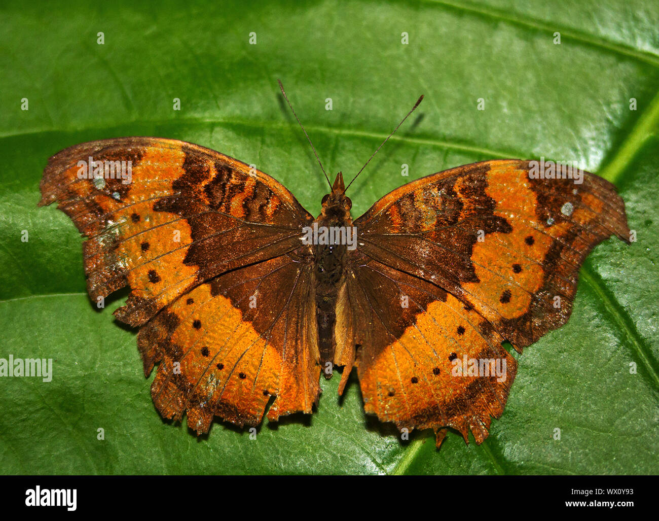 Caterpillar foliovore hi-res stock photography and images - Alamy