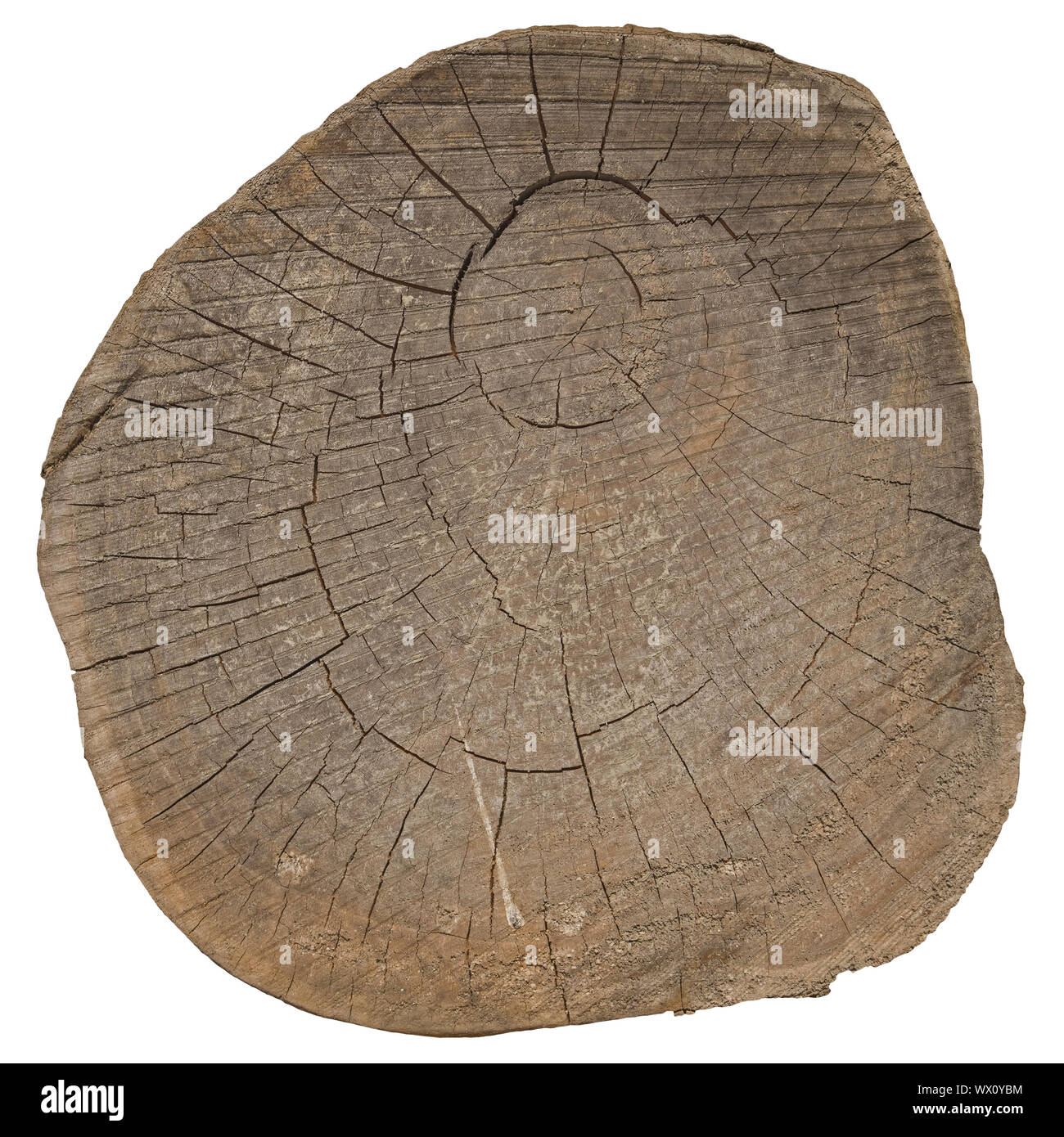 Tree trunk cut up Cut Out Stock Images & Pictures - Alamy