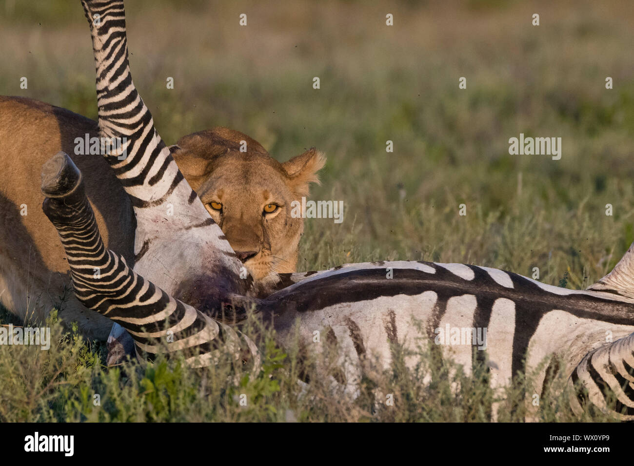 A lioness (Panthera leo) feeding on a common zebra (Equus quagga ...