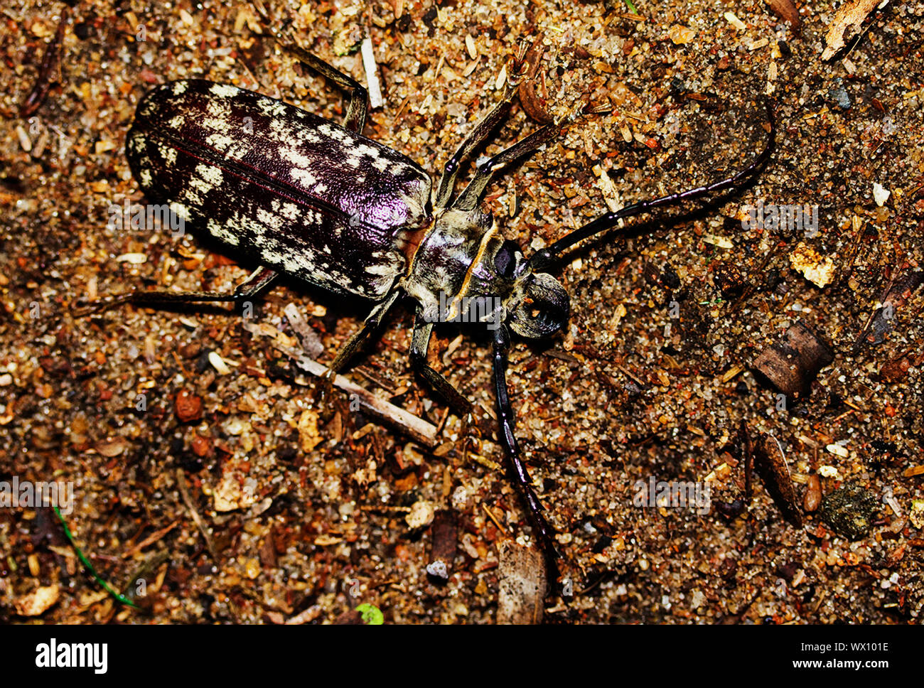 The Giant Longhorn is a beetle of tropical woodlands and favours trees ...