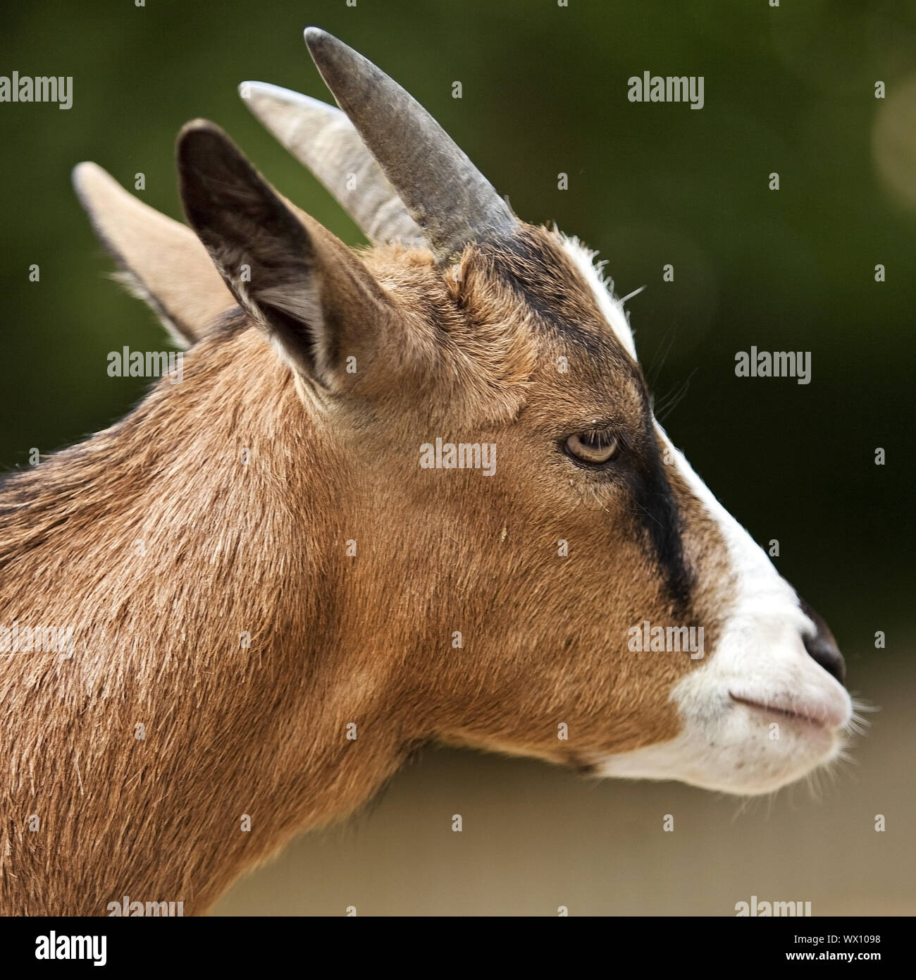 domestic goat (Capra hircus, Capra aegagrus f. hircus), portrait ...