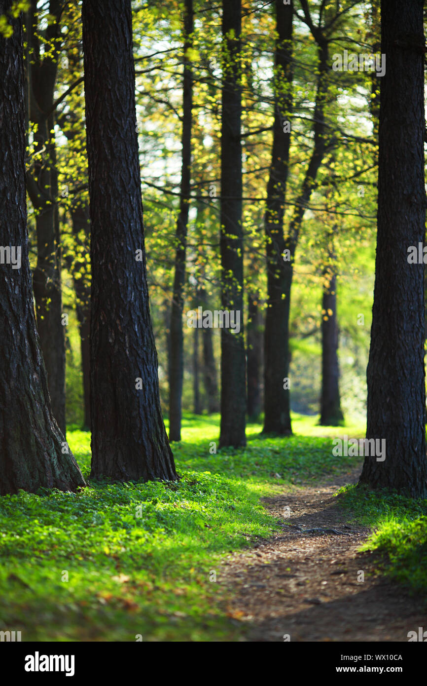 Spring Park nature background Stock Photo - Alamy