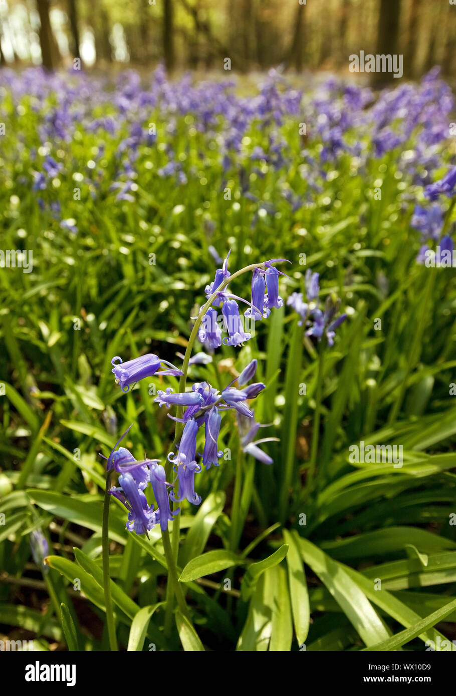 Atlantic bluebell (Hyacinthoides non-scripta), forest of blue flowers ...
