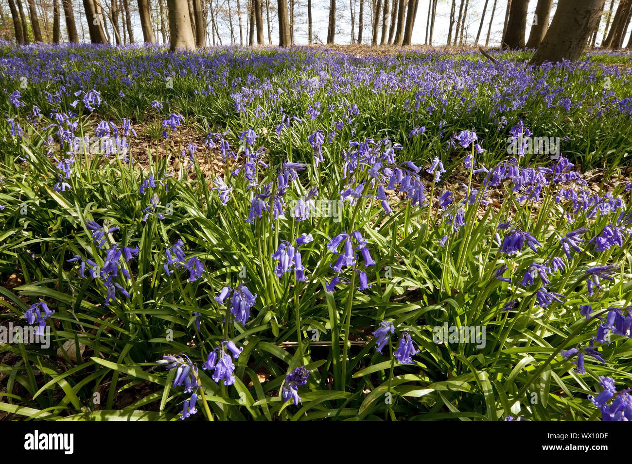 Atlantic bluebell (Hyacinthoides non-scripta), forest of blue flowers ...