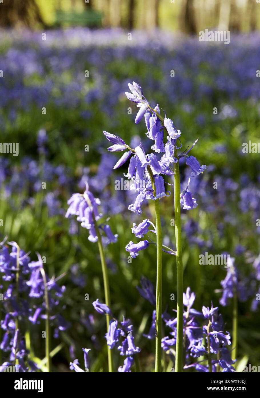 Atlantic bluebell (Hyacinthoides non-scripta), forest of blue flowers ...