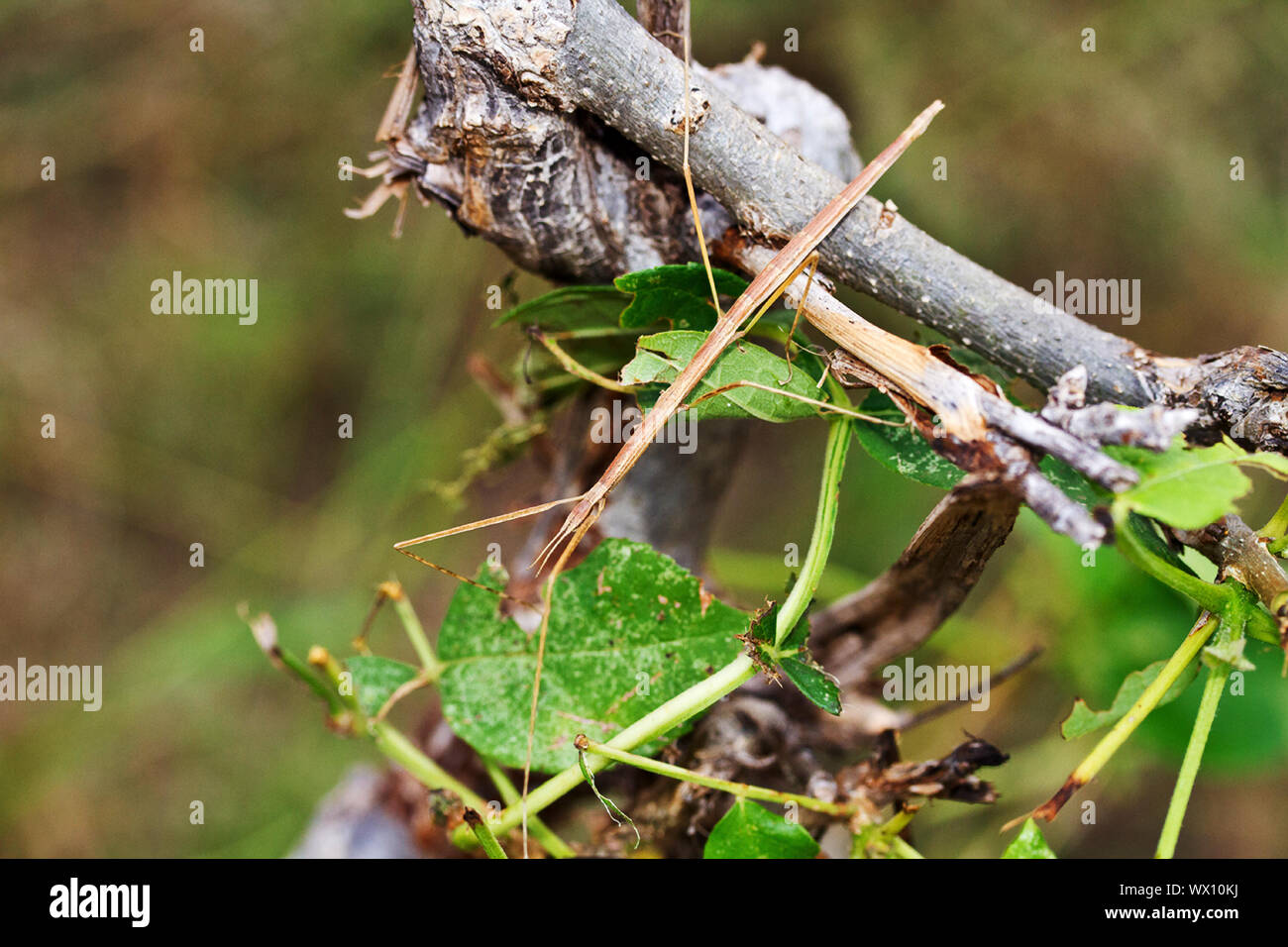 The Grass Stick Insect is extremely common and widespread in Africa's ...