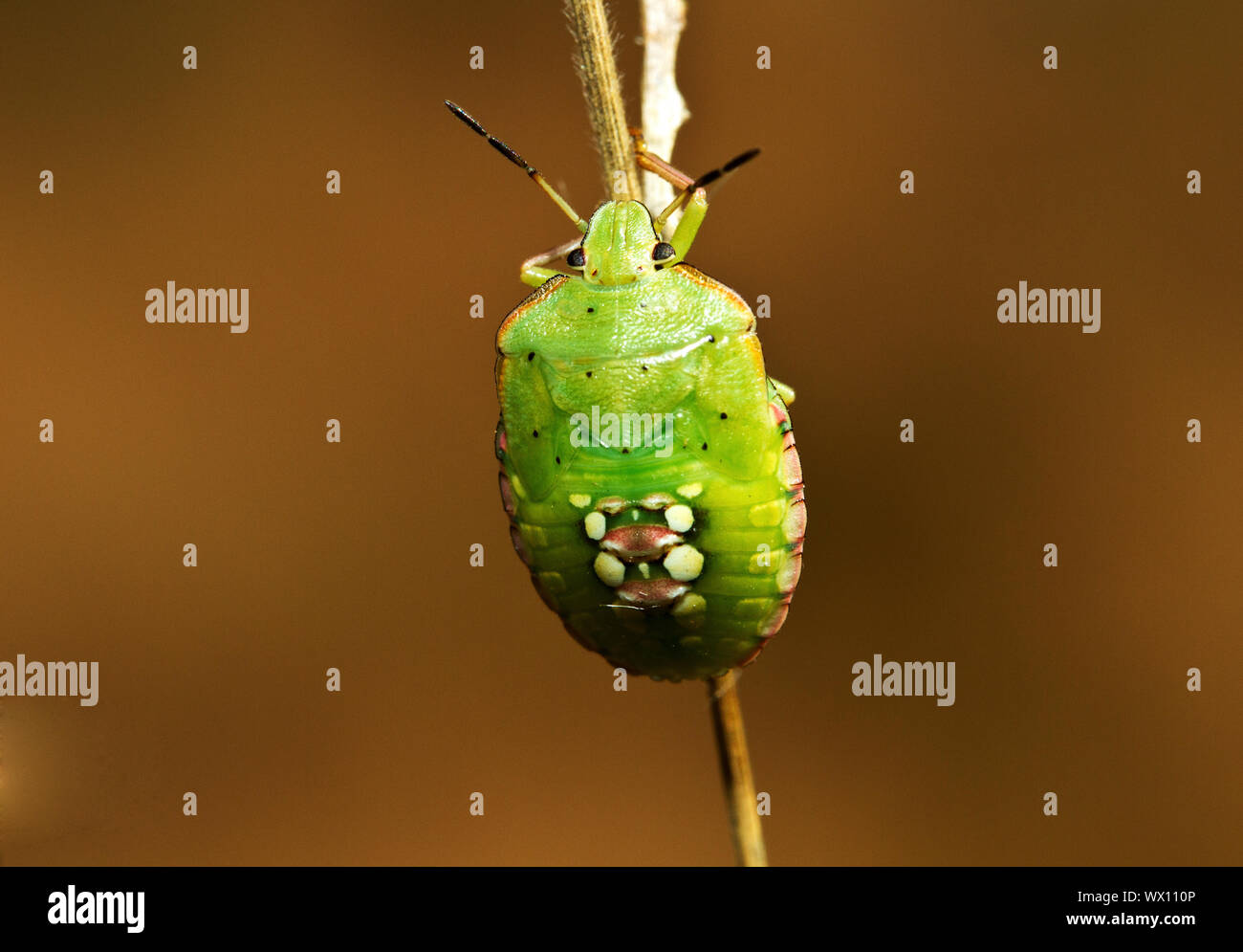The nymph of the Green Vegetable Bug is a member of the shield bu or ...