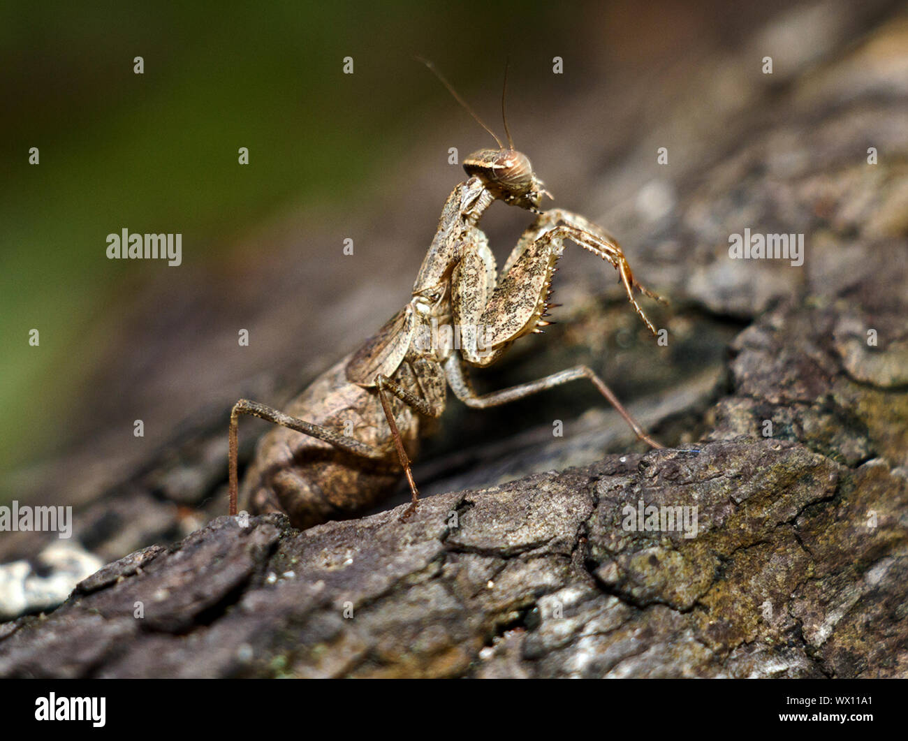 The Ground Mantids are small specialised members of the Common Mantids ...