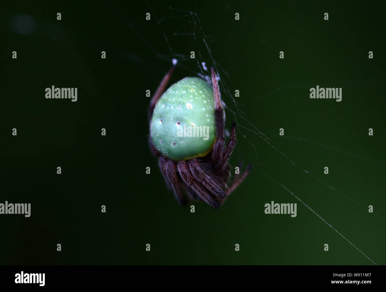 The fele Hairy Field Spider is a bit larger the male with a short fat ...