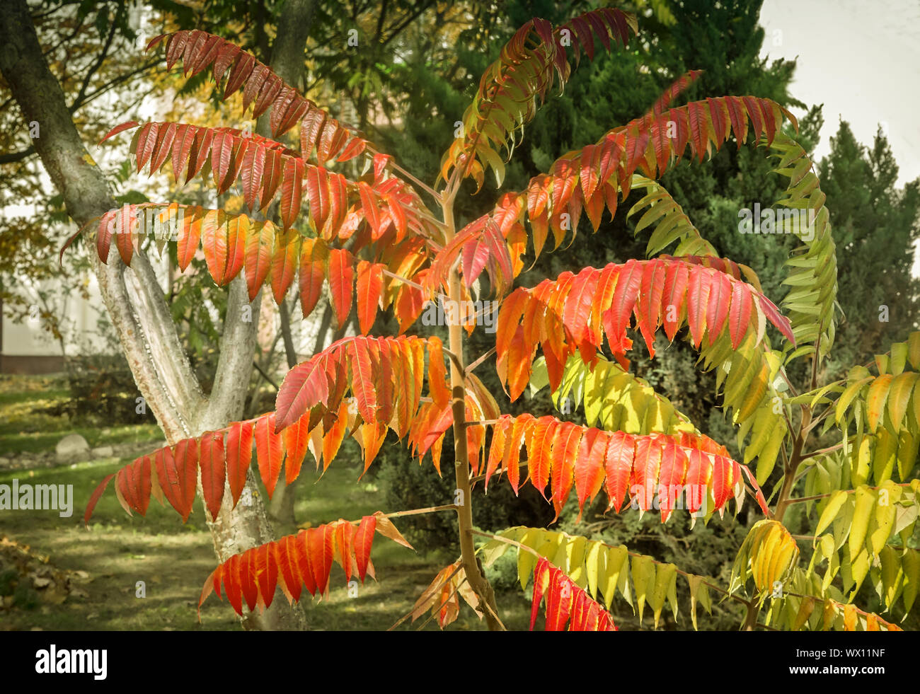 Ornamental deciduous plant, called sumac Stock Photo - Alamy