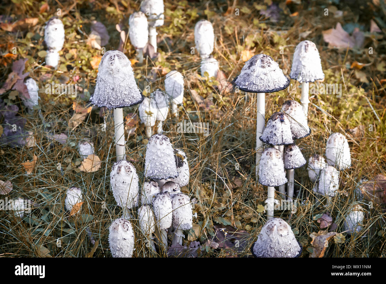 Non-edible poisonous mushrooms toadstools Stock Photo - Alamy