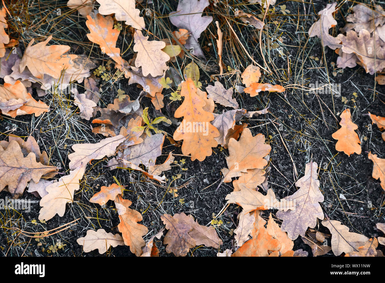 Fallen from the tree autumn oak leaves Stock Photo - Alamy