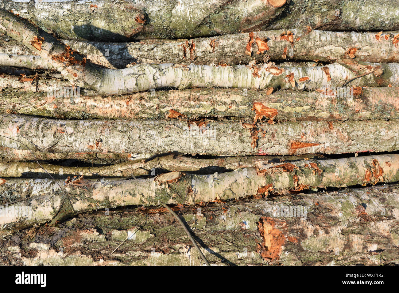Wooden logs. Timber logging in autumn forest. Freshly cut pine birch ...