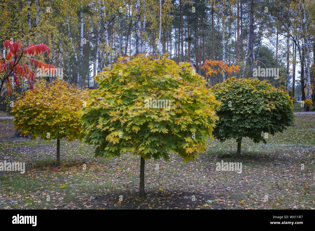 Decorative trees hi-res stock photography and images - Alamy