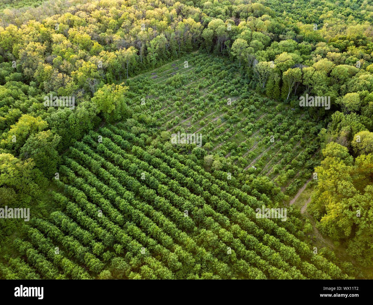 Aerial view from the drone, a bird's eye view to the forest with green ...
