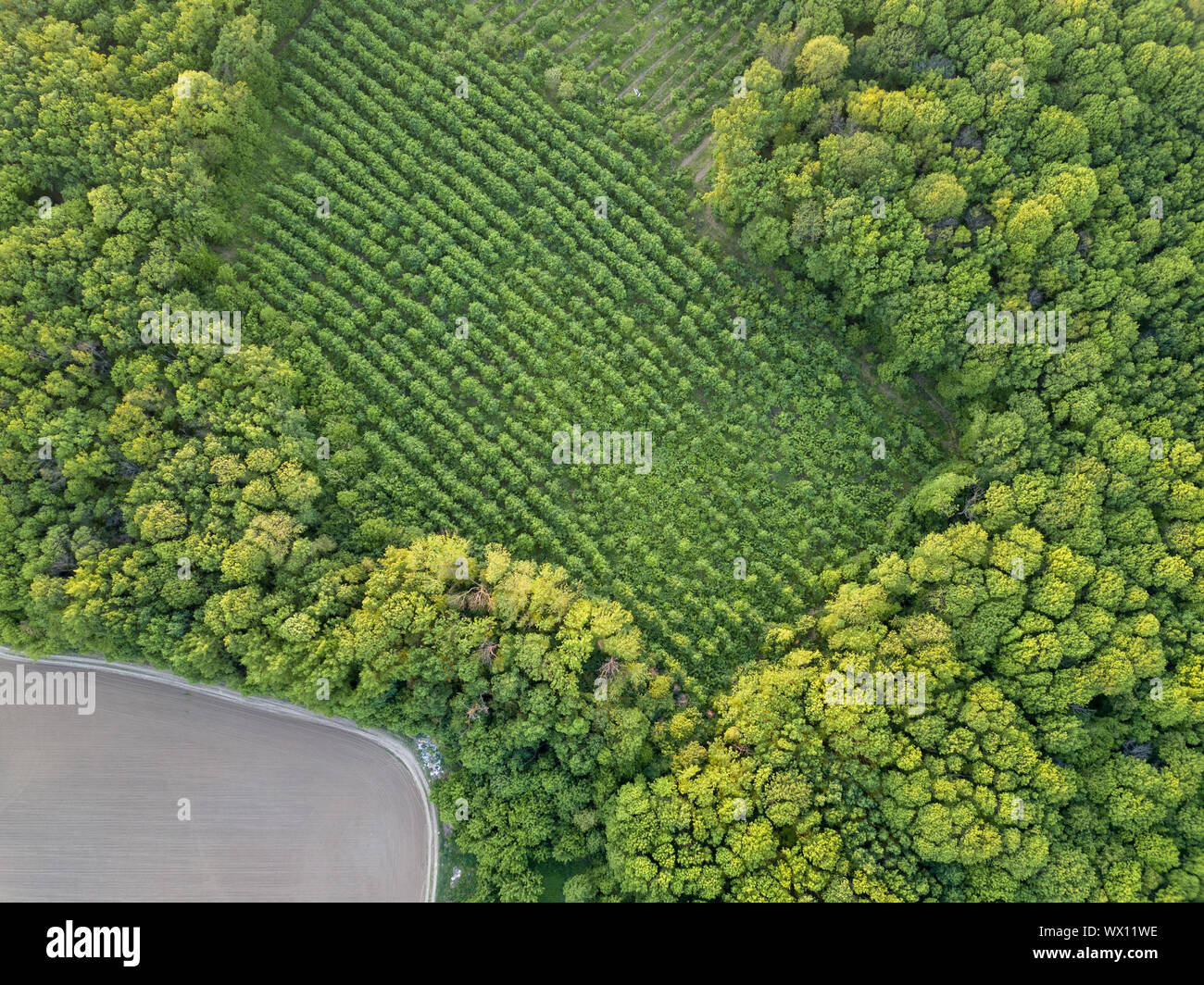 Aerial view from the drone, a bird's eye view to the forest with green ...