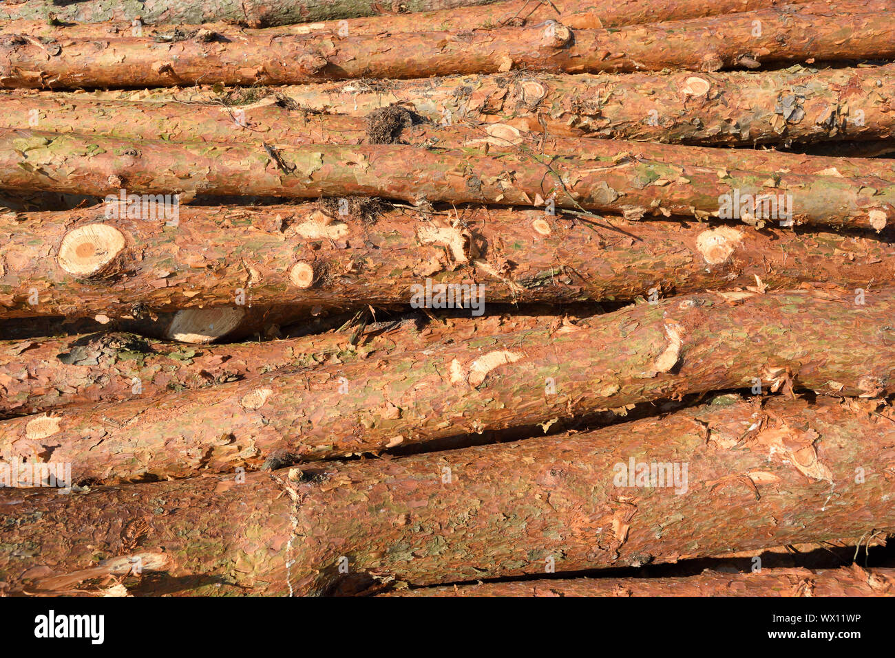 Logging wall hi-res stock photography and images - Alamy