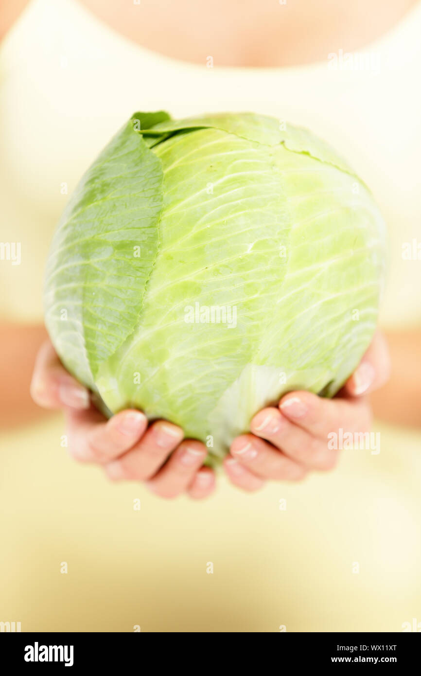 Green cabbage. Woman holding showing green cabbage in closeup Stock ...
