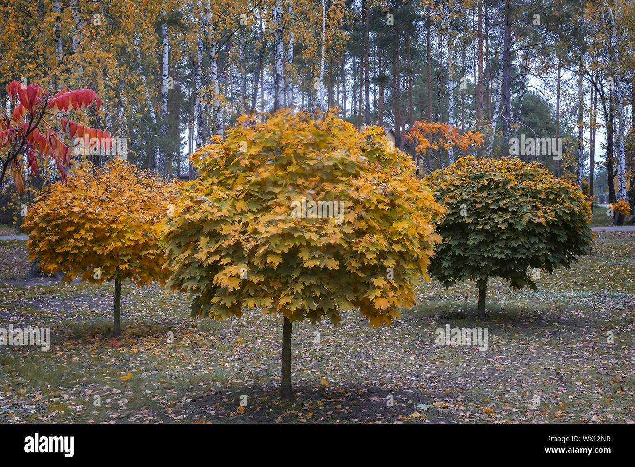Decorative trees hi-res stock photography and images - Alamy