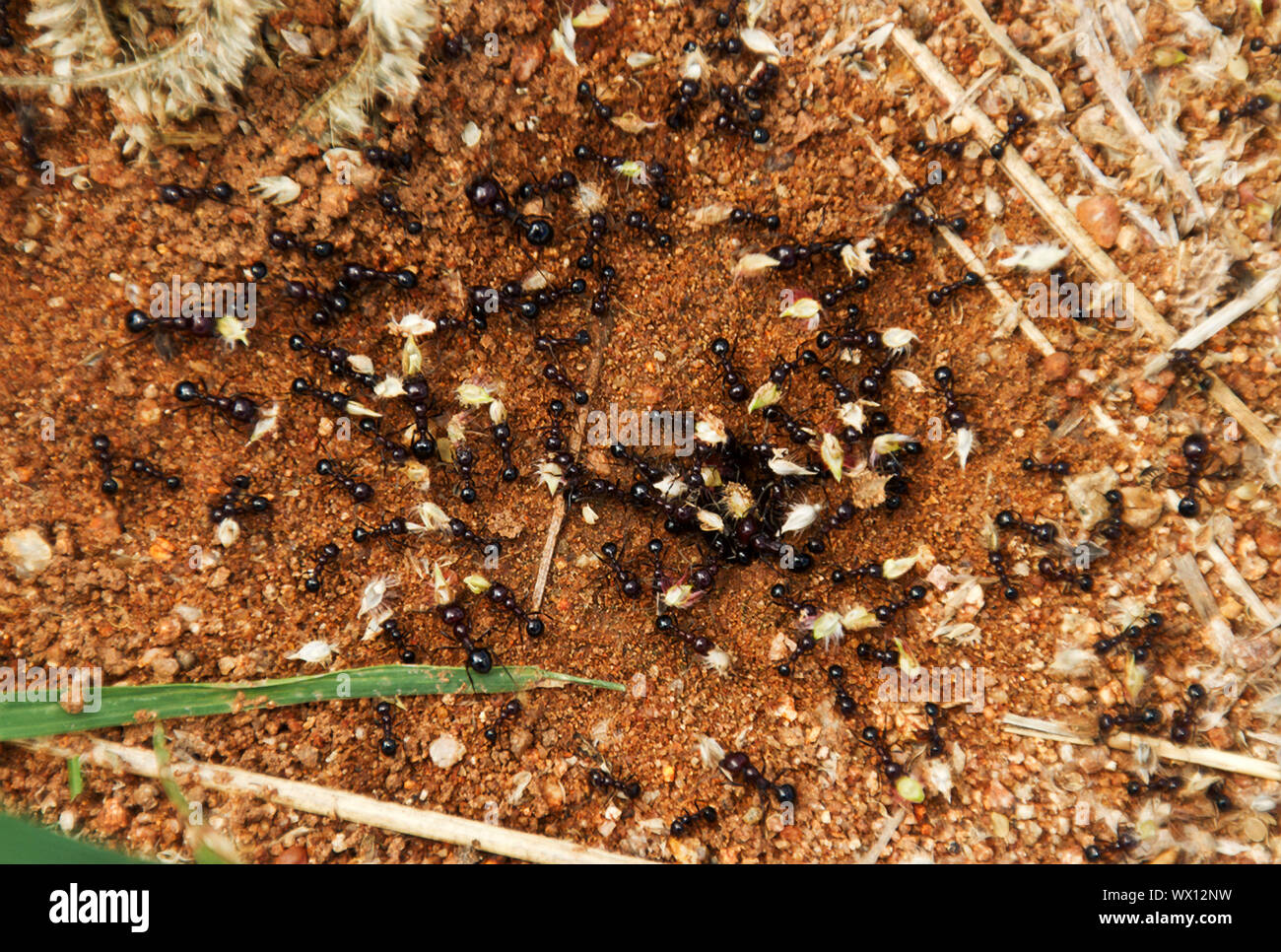 The Harvester Ant is a small ant that lives in huge subterranean ...