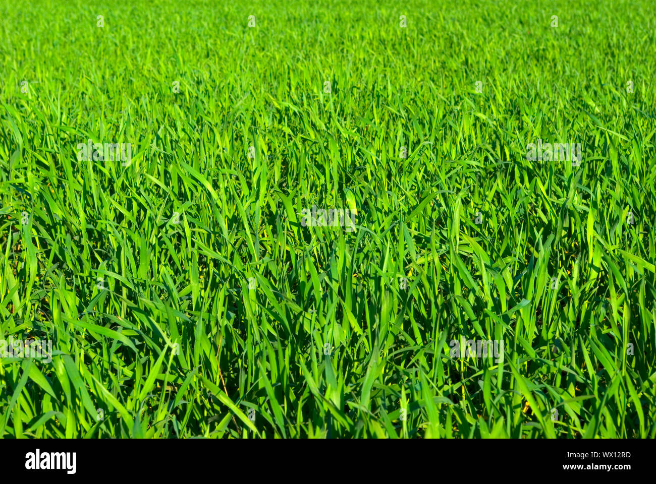 Beautiful green lawn freshly mowed Stock Photo - Alamy