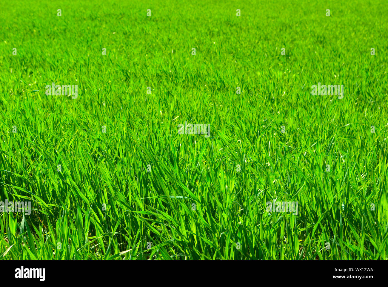 Beautiful green lawn freshly mowed Stock Photo - Alamy