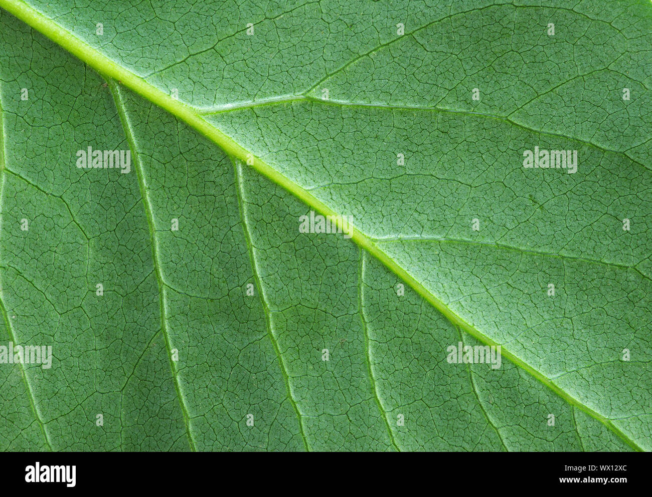 structure of leaf natural background Stock Photo - Alamy
