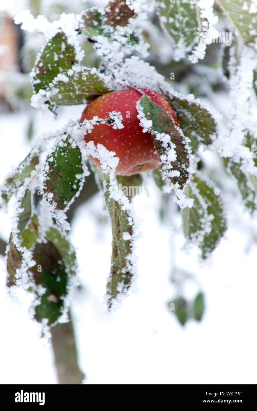 Winterm hi-res stock photography and images - Alamy