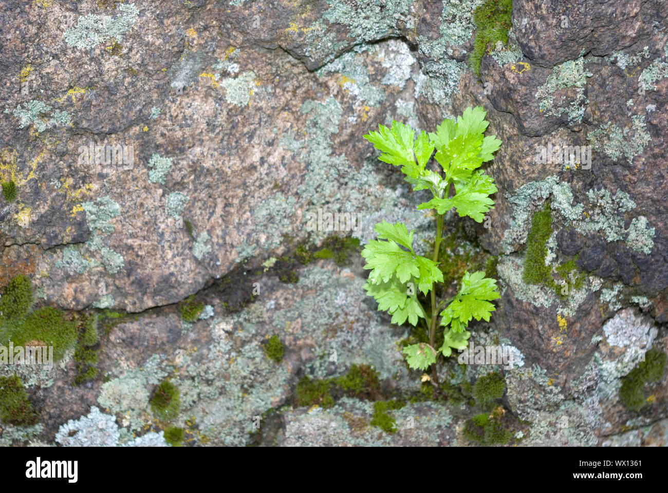 Green plant growing on rock Stock Photo - Alamy