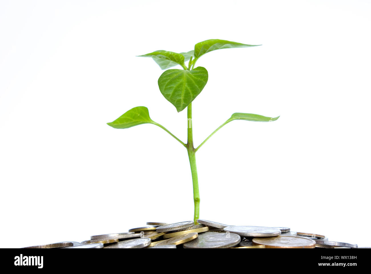 plant in coins isolated on white background Stock Photo - Alamy