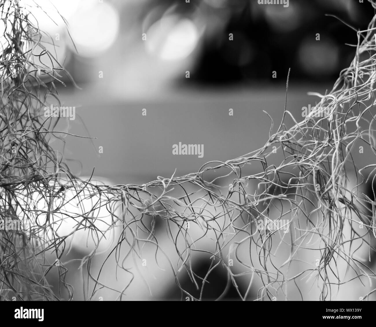 Aesthetic nature background Black and White Stock Photos & Images - Alamy