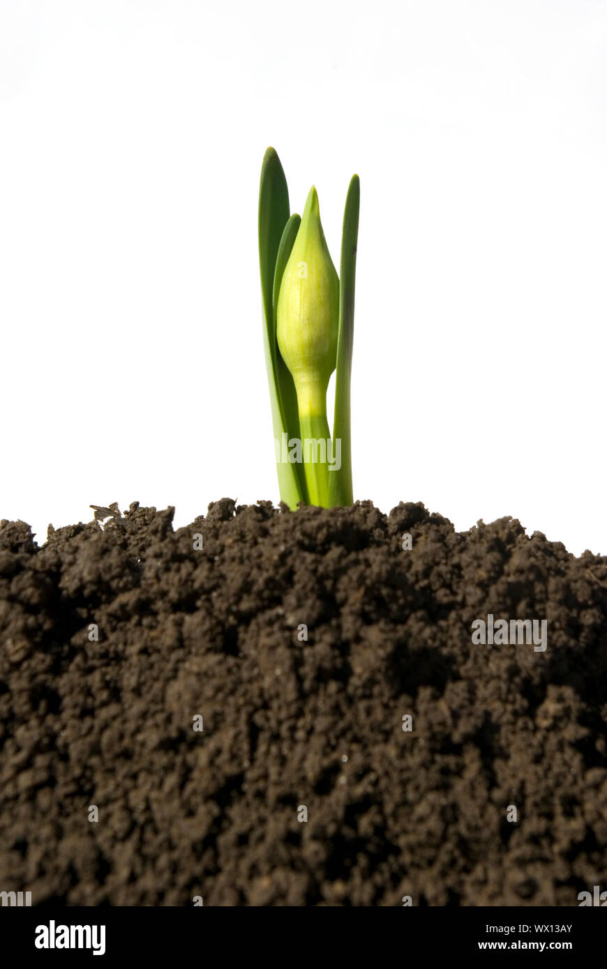 Little green plant on white background Stock Photo - Alamy