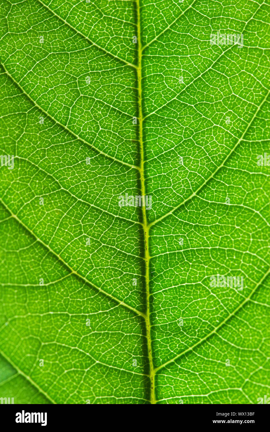 structure of leaf natural background Stock Photo - Alamy