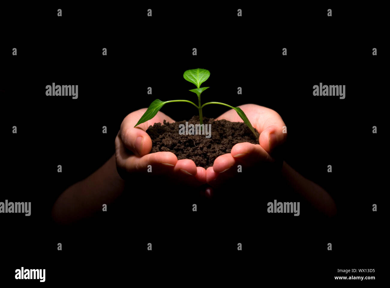 Hands holding sapling in soil Stock Photo - Alamy