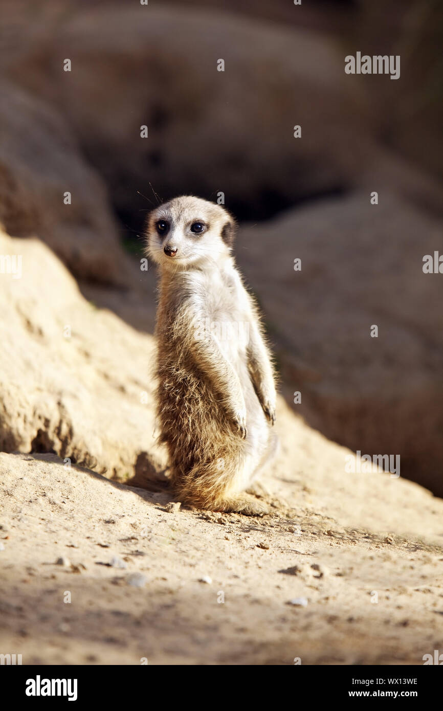 suricate, slender-tailed meerkat (Suricata suricatta), standing on the ...