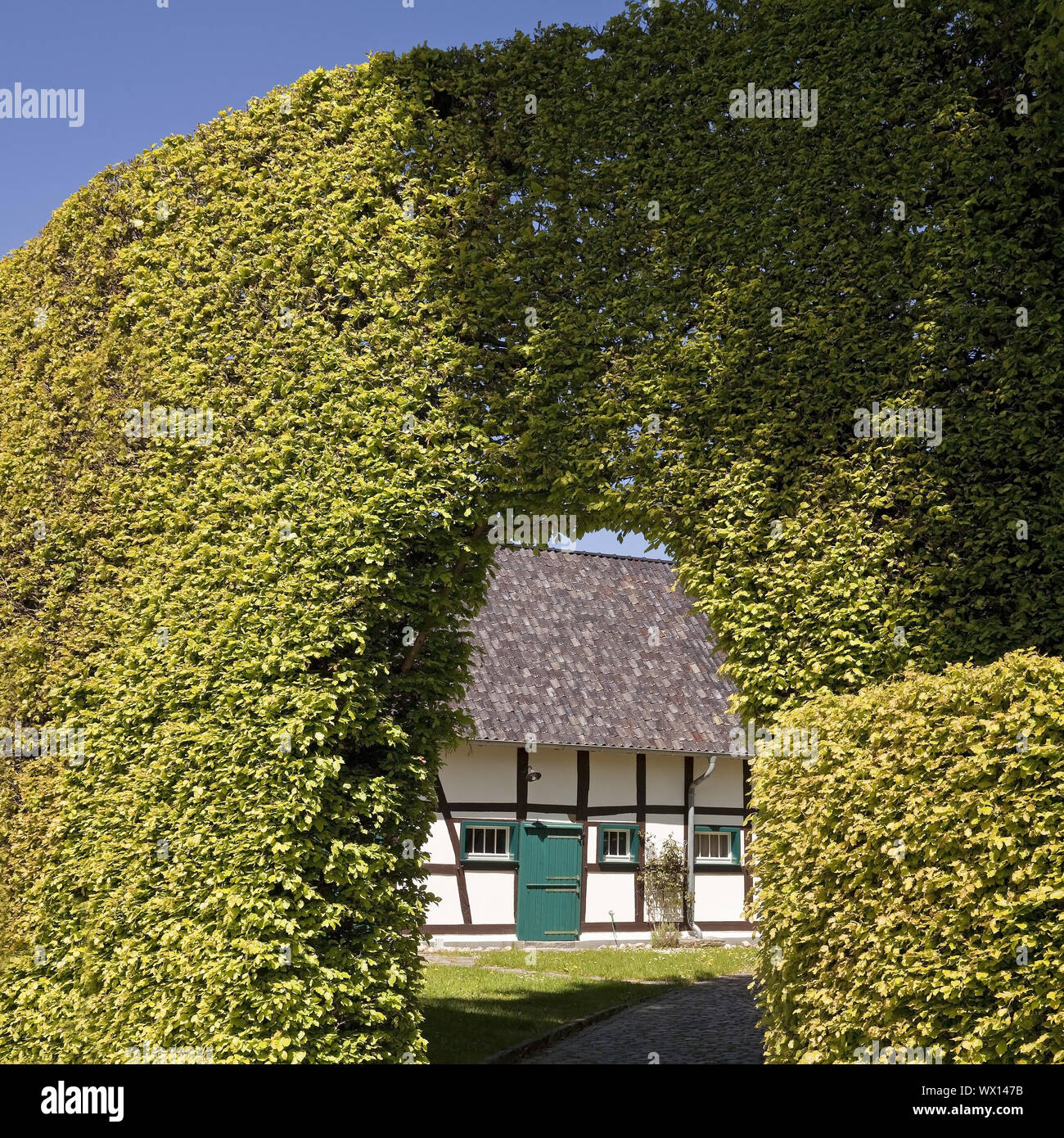half-timbered house behind metre-high beech hedge with archway ...