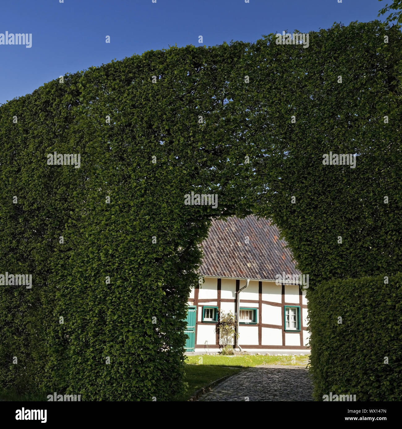 half-timbered house behind metre-high beech hedge with archway ...