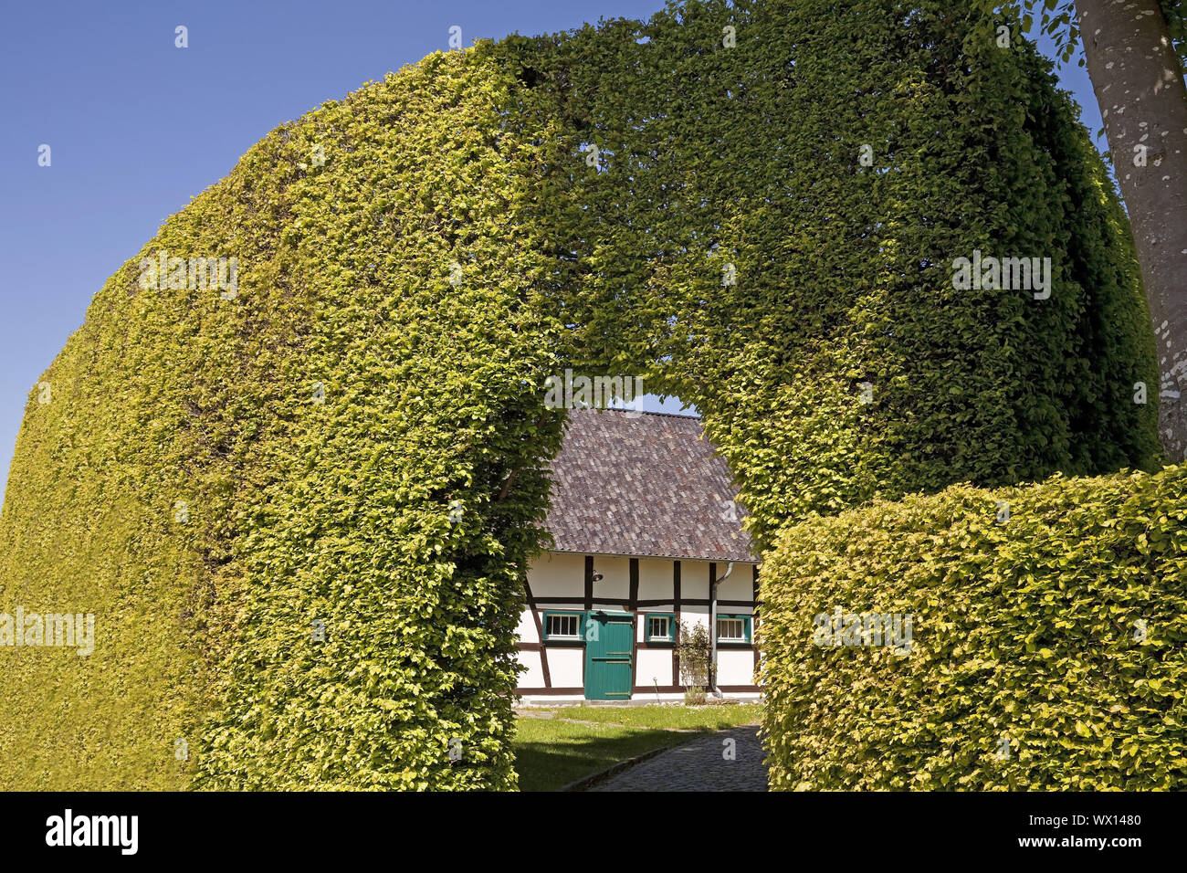 half-timbered house behind metre-high beech hedge with archway ...
