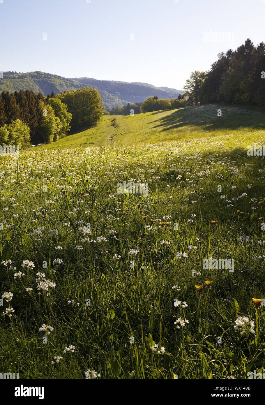 Meadow in spring, Simmerath, Eifel, North Rhine-Westphalia, Germany ...