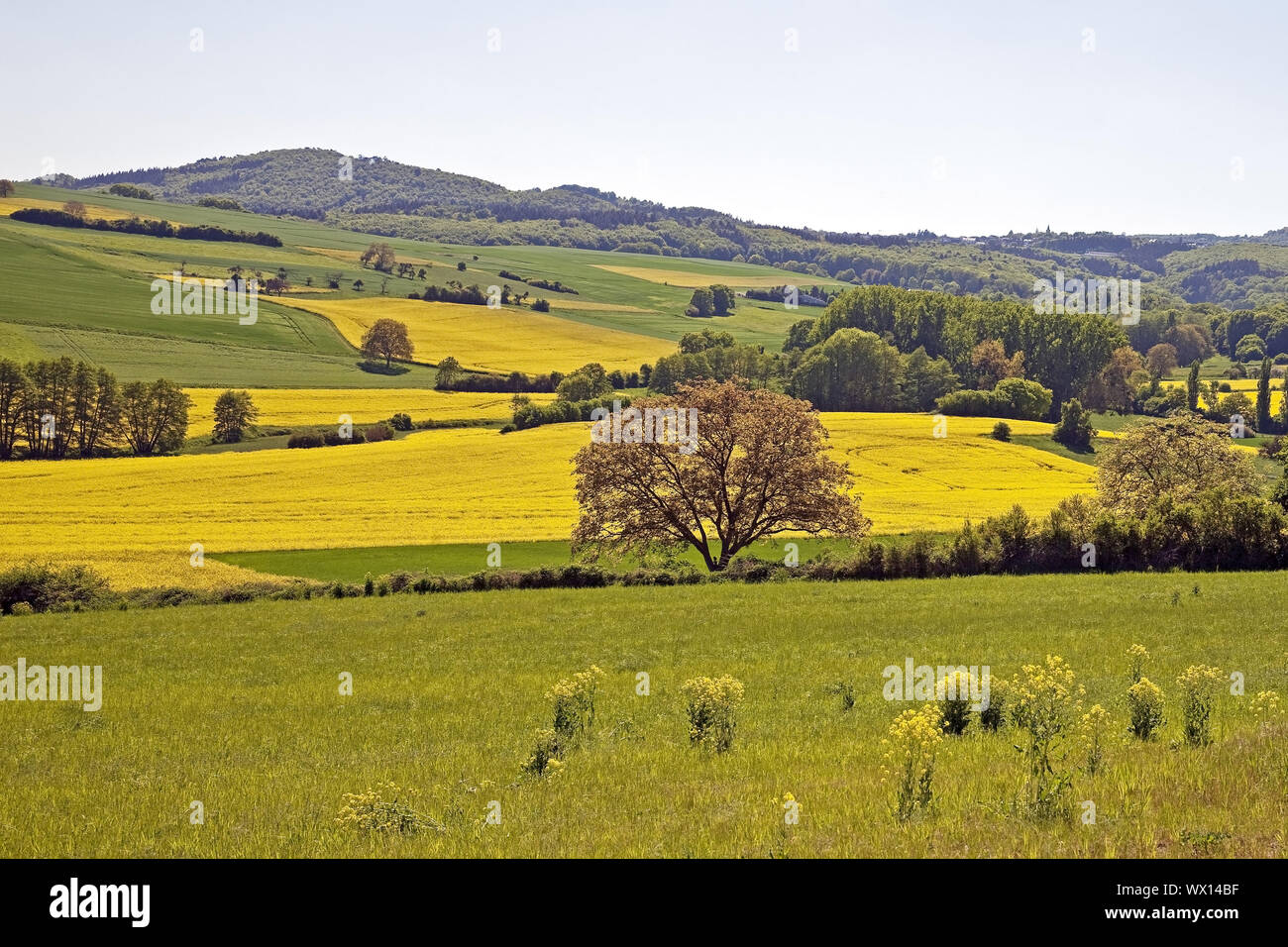 cultural landscape with blooming rapefields, Mendig, Eifel, Rhineland ...