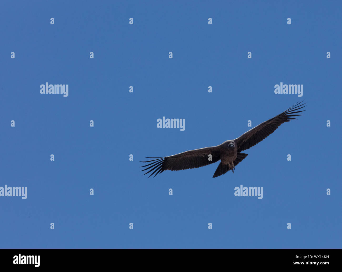 Condor flying in Peru Stock Photo - Alamy
