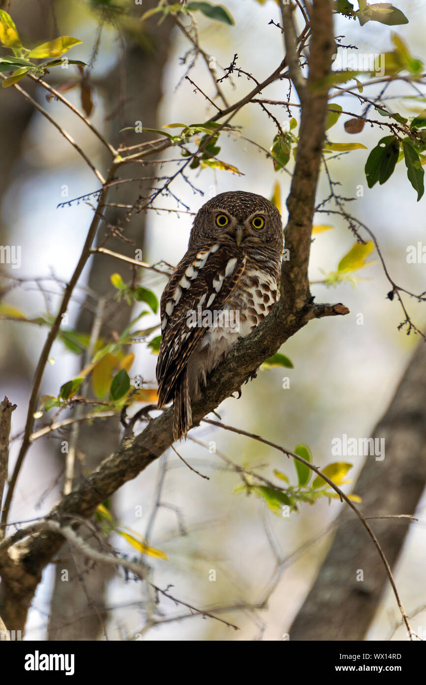 african barred owlet Stock Photo - Alamy