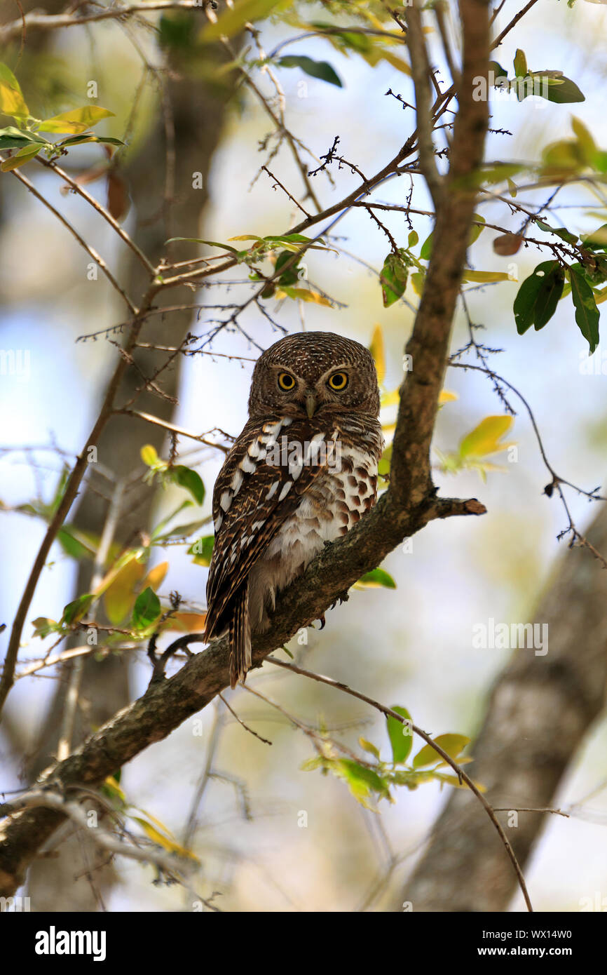 african barred owlet Stock Photo - Alamy