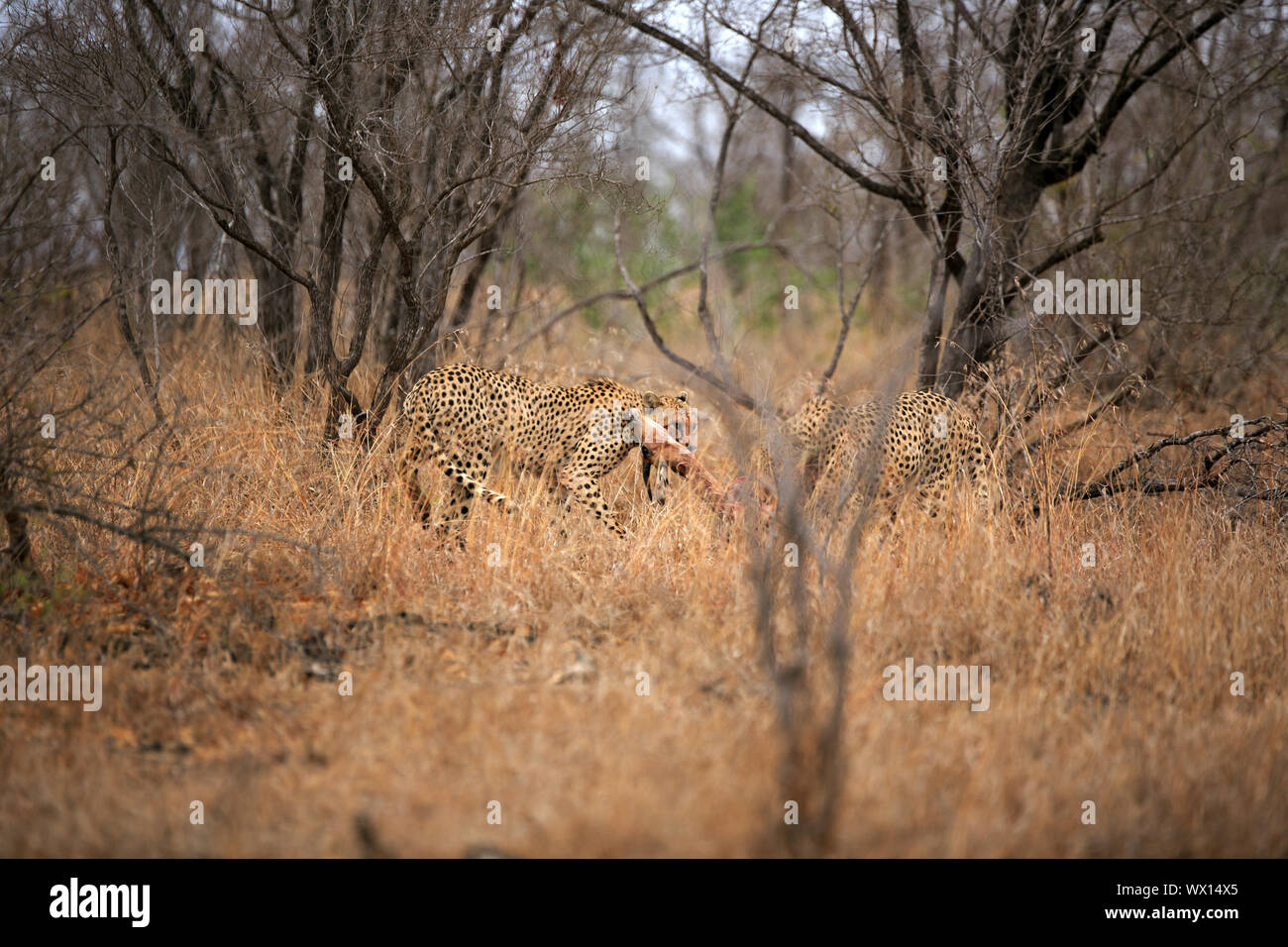 Two cheetahs eating their catch Stock Photo - Alamy