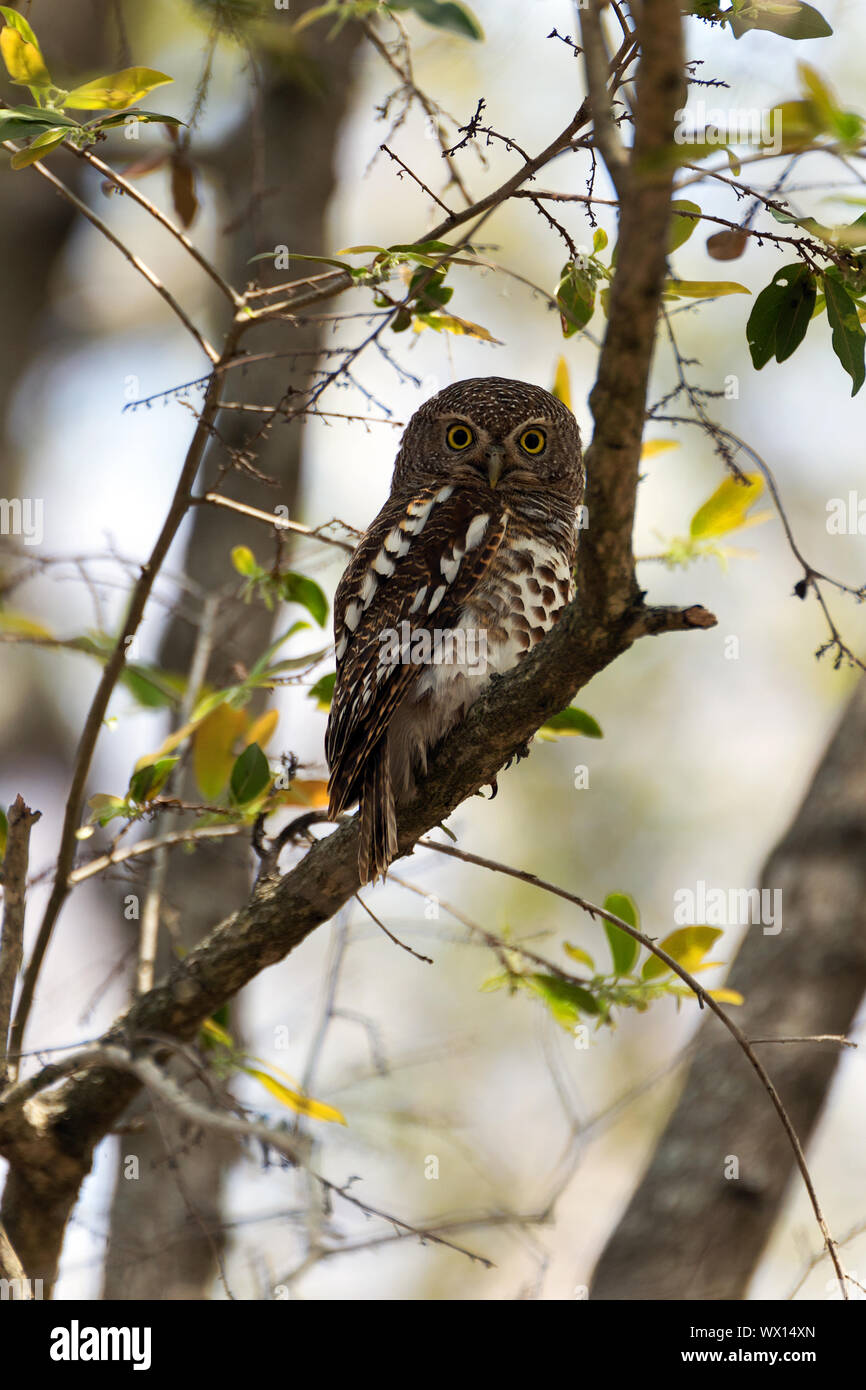 african barred owlet Stock Photo - Alamy