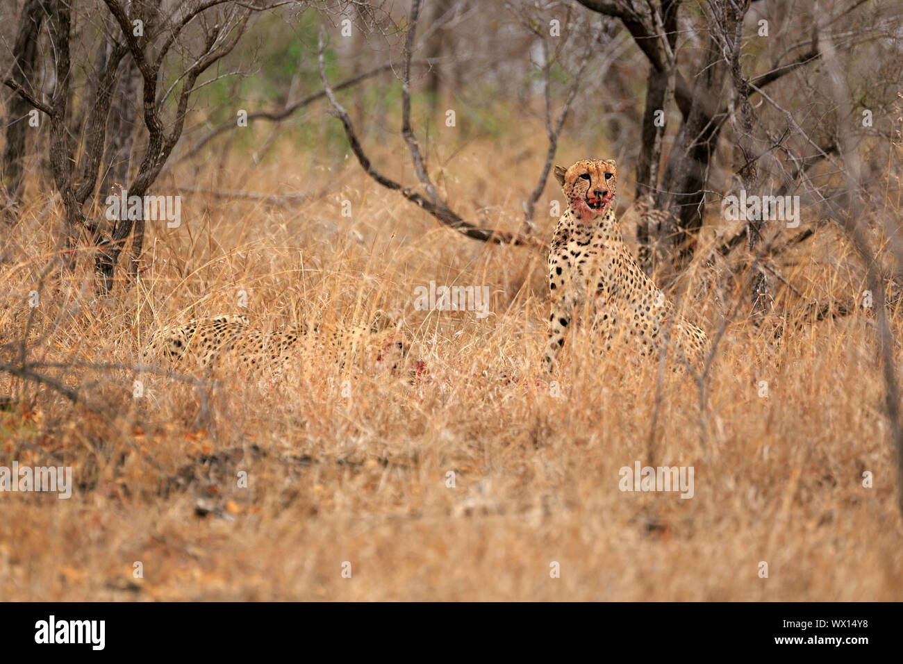 Two cheetahs eating their catch Stock Photo - Alamy