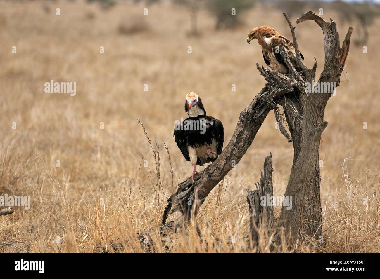 Booted eagle branch hi-res stock photography and images - Alamy